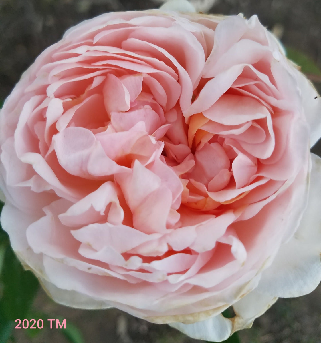 English Roses – Page 3 – Chateau De La Rose