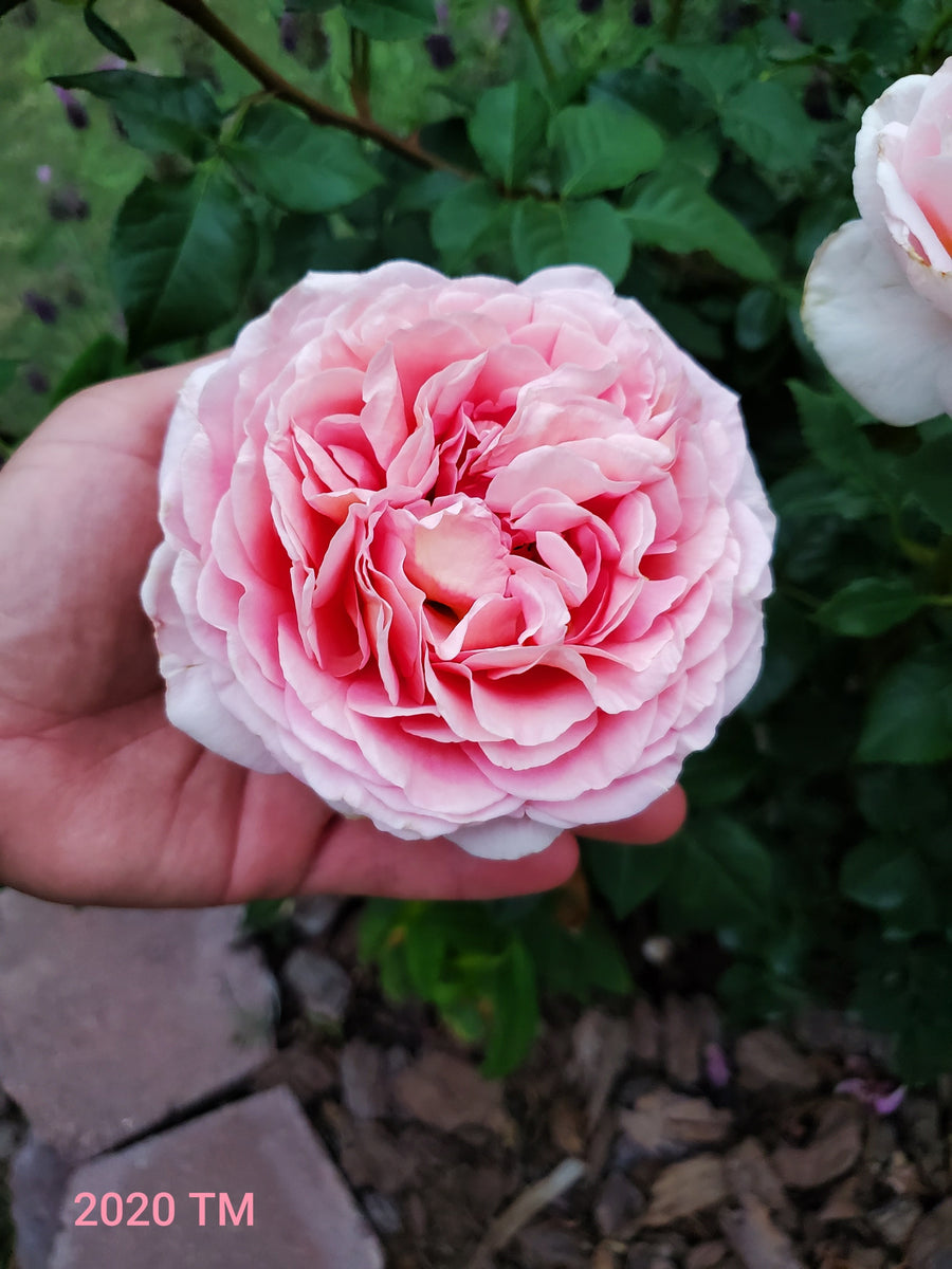 AUScot – Chateau De La Rose