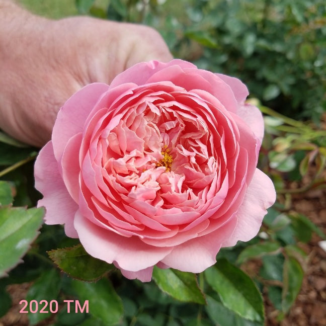 AUSgrab – Chateau De La Rose