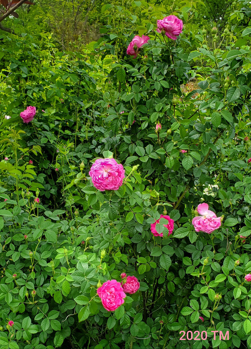 Shailer's Provence – Chateau De La Rose