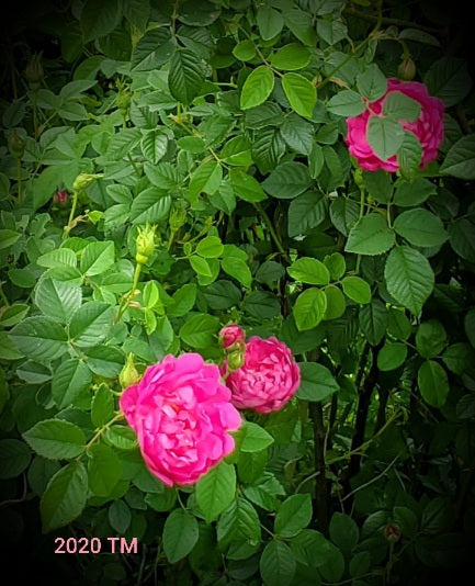 Shailer's Provence – Chateau De La Rose