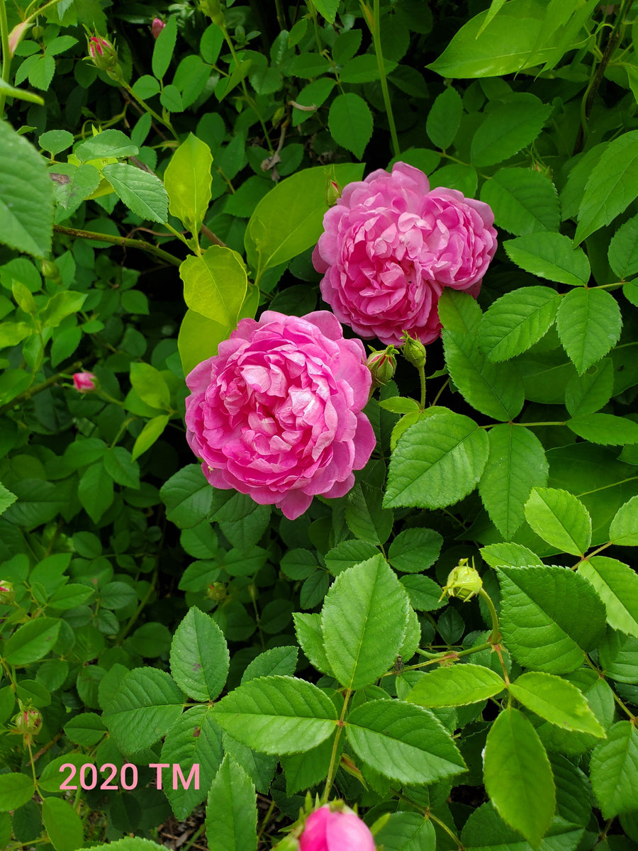 Shailer's Provence – Chateau De La Rose