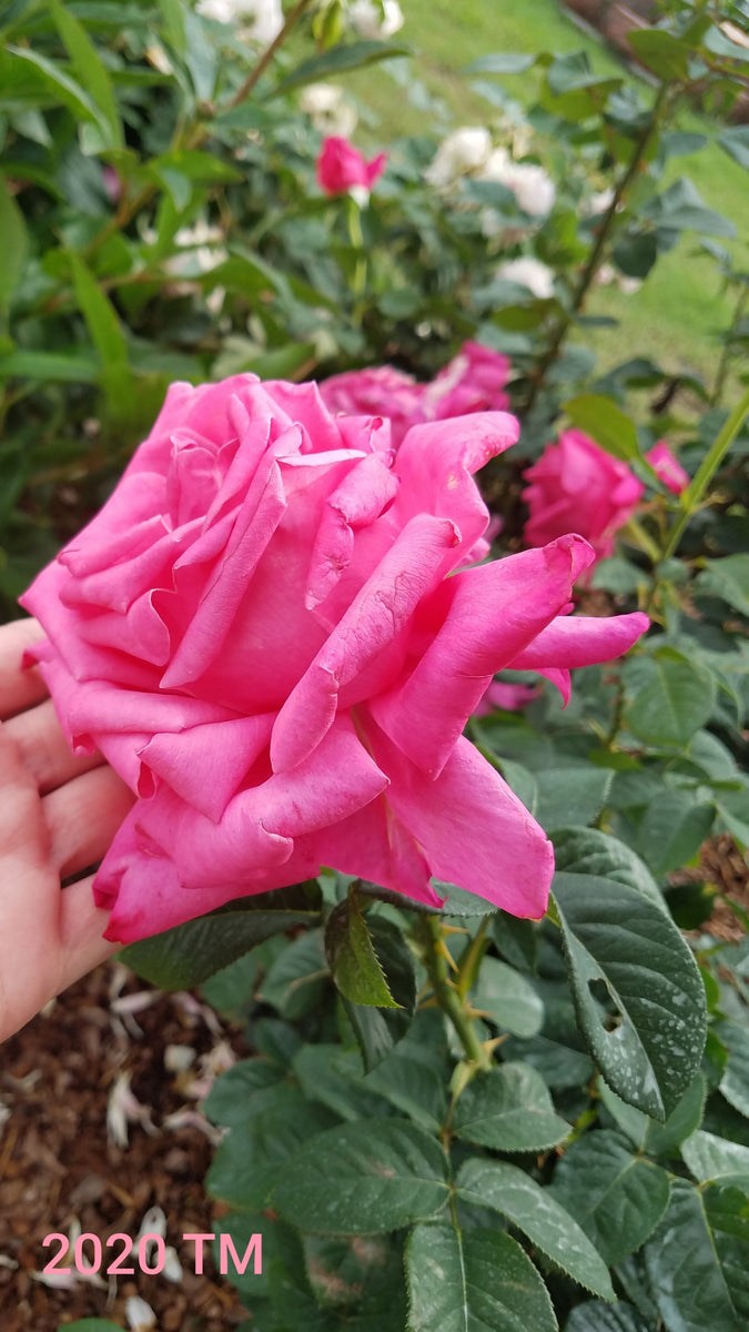 Elizabeth Taylor – Chateau De La Rose